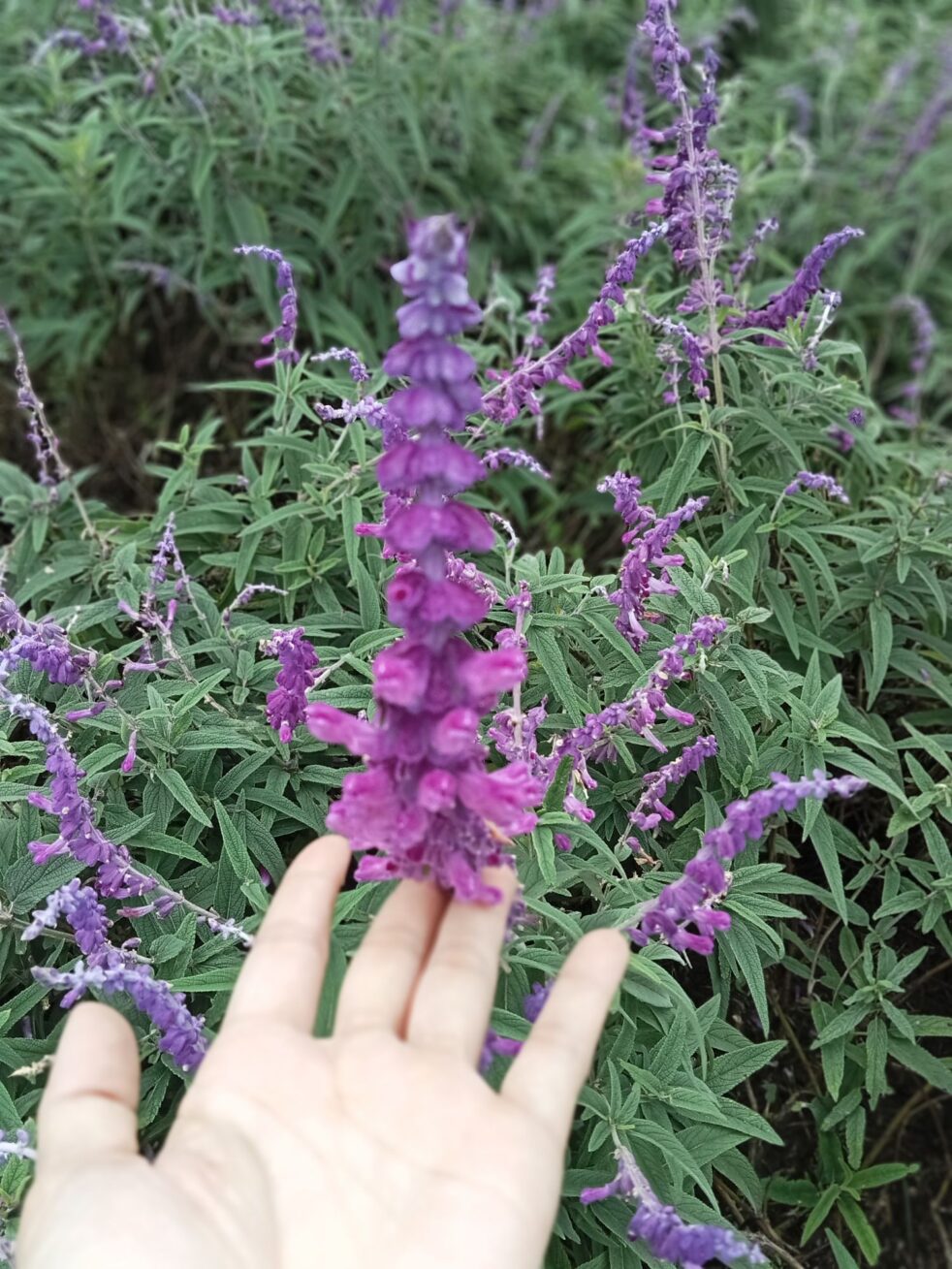 Taman Lavender di Sarune Coffee,View Gunung Sinabung - Travel Blogger Medan